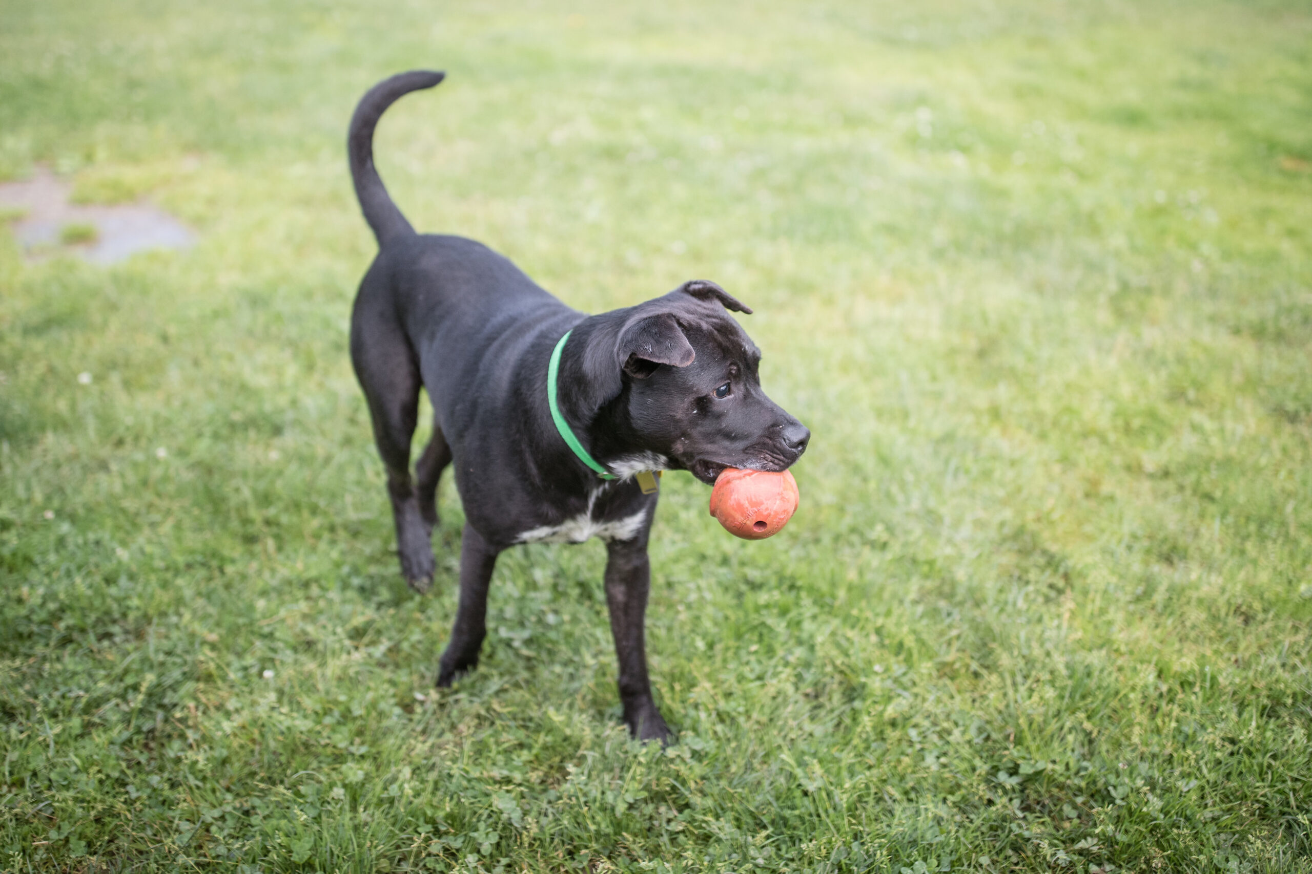 Behavioral Health: Enrichment - Rescue Village