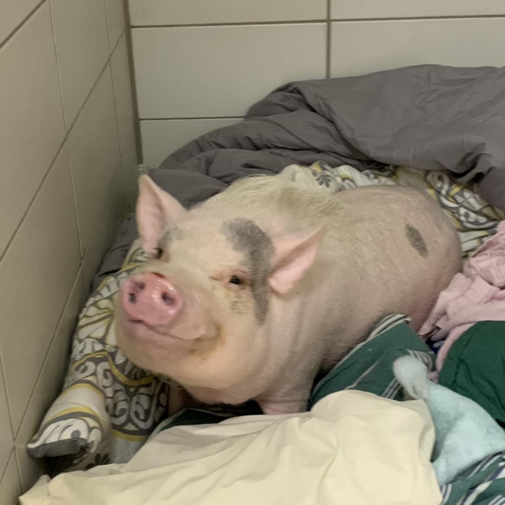 A House Pig Finds Her Way Home - Rescue Village
