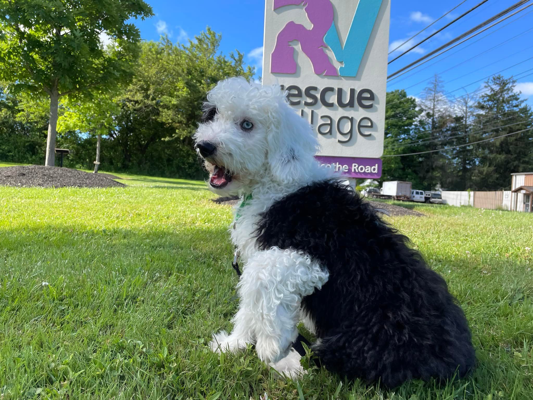 About - Rescue Village