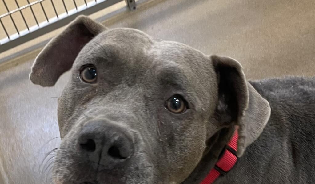 Delilah's Deliverance - Rescue Village