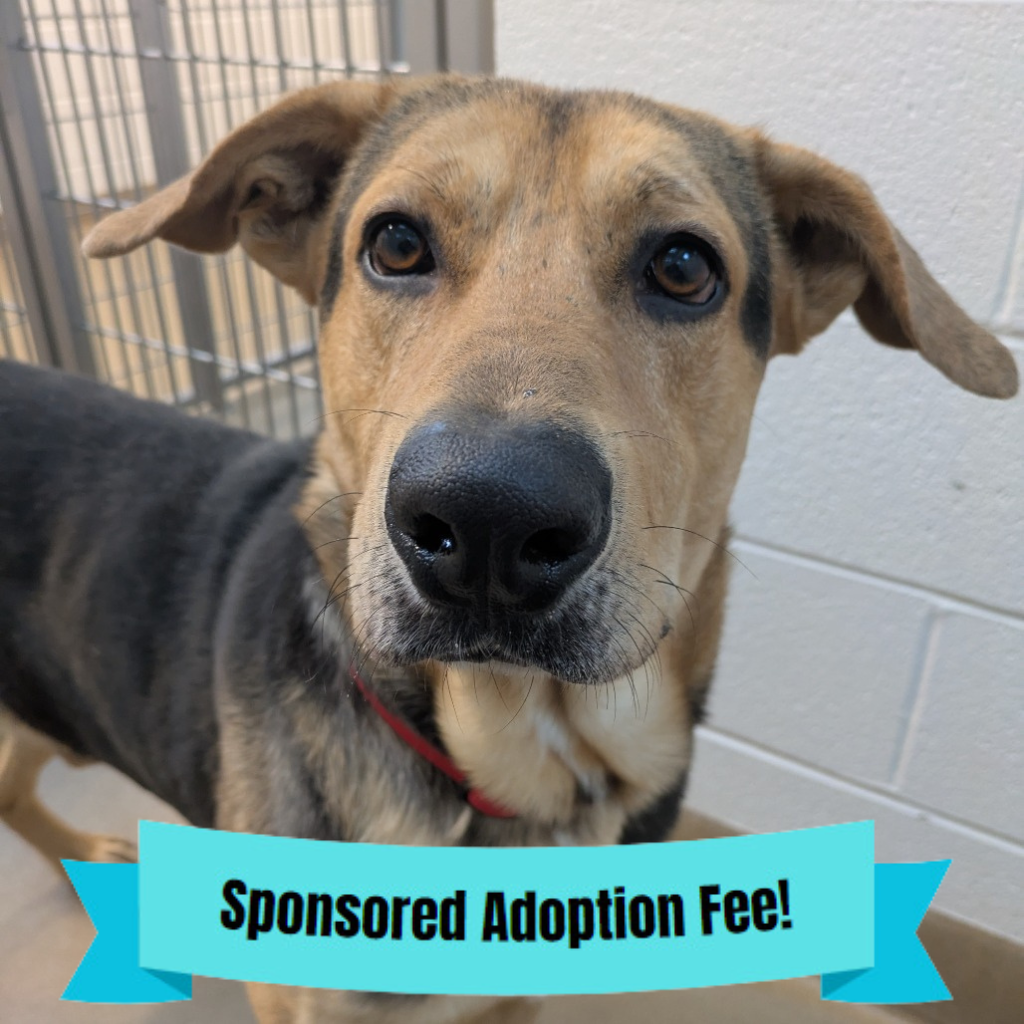 Adopted: Squints and Ranger's Heartwarming Journey - Rescue Village