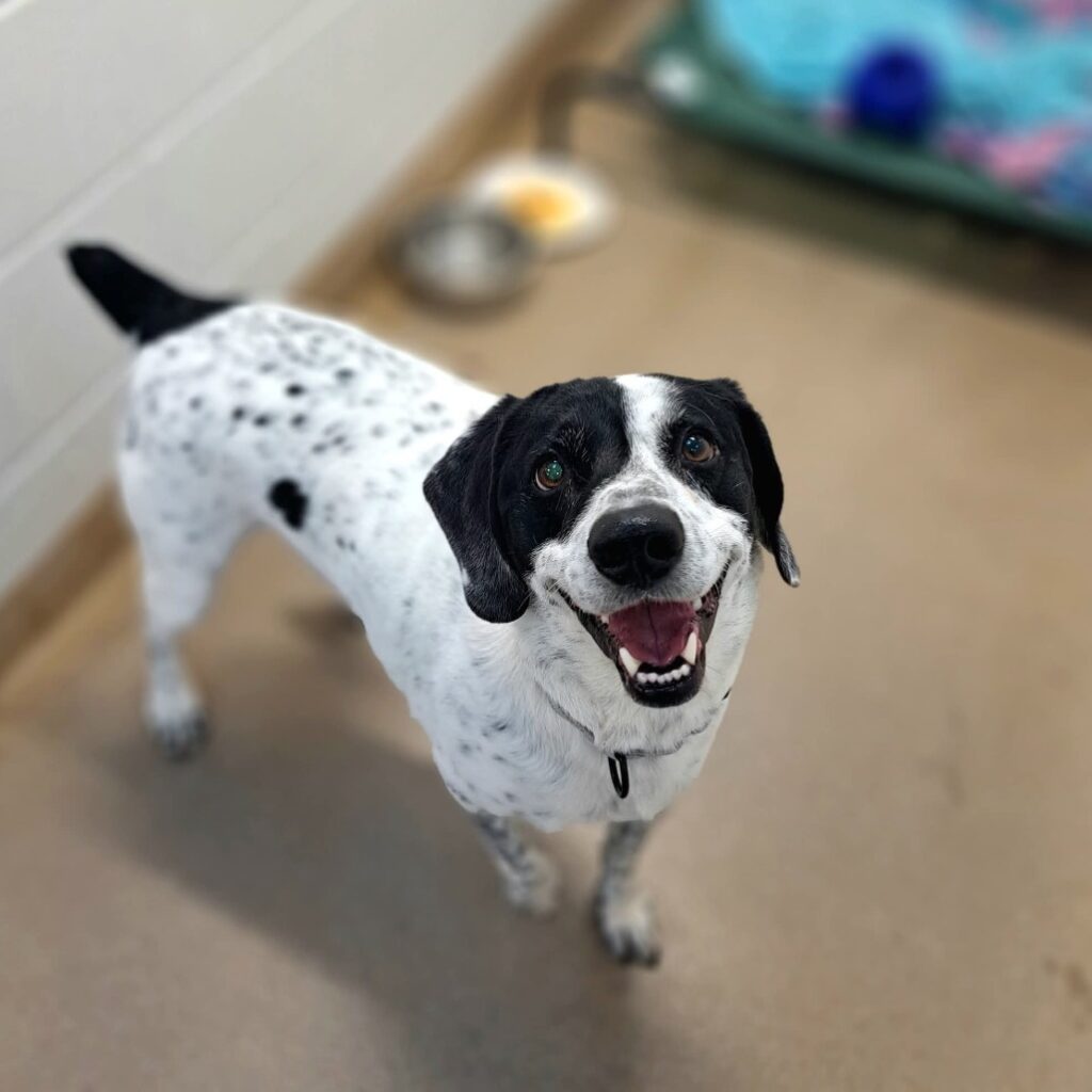 Adopted: Squints and Ranger's Heartwarming Journey - Rescue Village