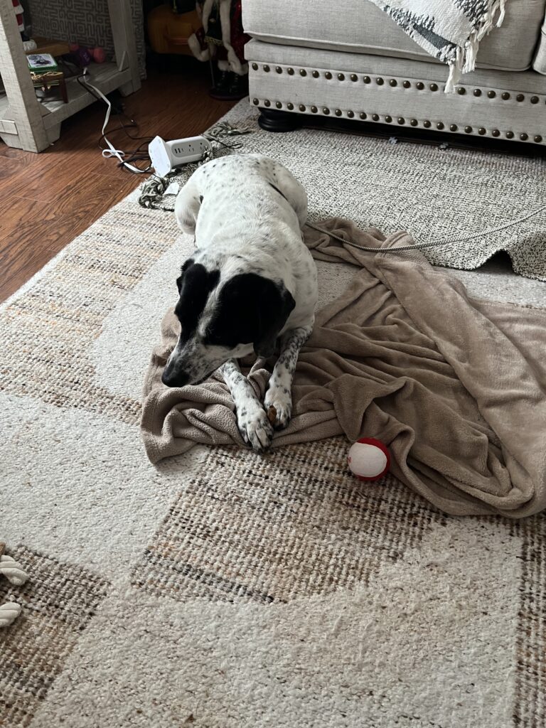 Adopted: Squints and Ranger's Heartwarming Journey - Rescue Village