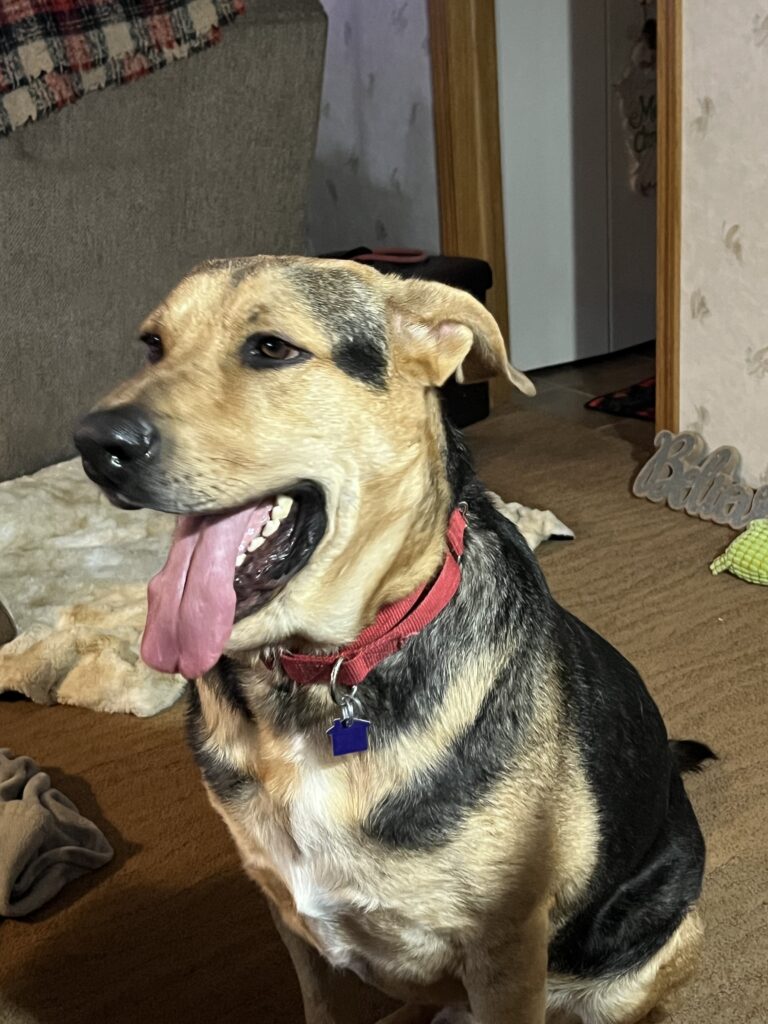 Adopted: Squints and Ranger's Heartwarming Journey - Rescue Village